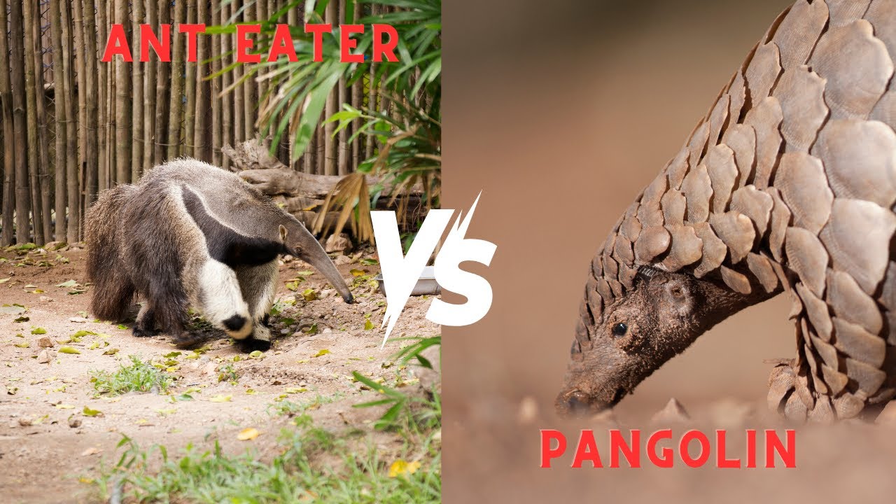 Battle of the Tongues: Epic Showdown - Anteater vs Pangolin - YouTube