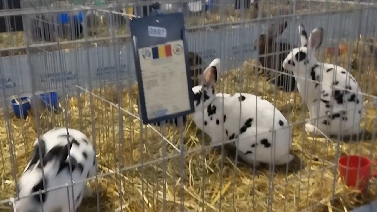 Iepuri Rex Dalmațieni Tricolori și Monocolori la Expoziția Nationala ...