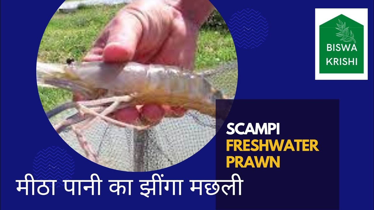 Scampi, Freshwater prawn, Giant river prawn, Golda Chingri ...