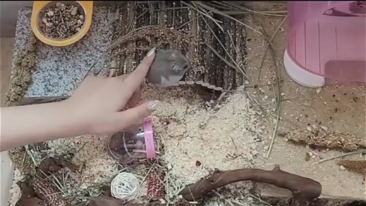 햄스터 핸들링 Hamster Handling - YouTube