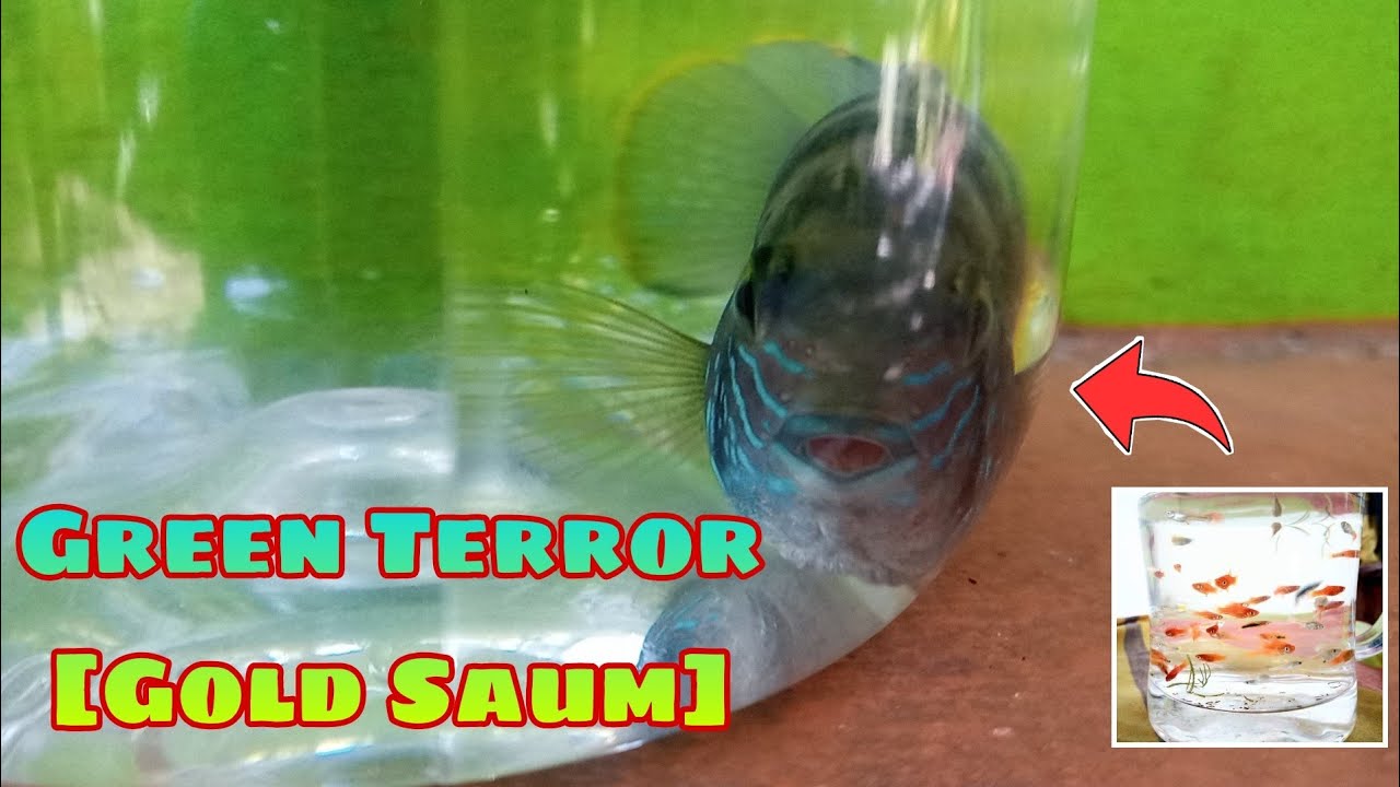 Green Terror🐠Gold Saum | Waterman🔥 | Platy fish| Cichlids #waterman # ...