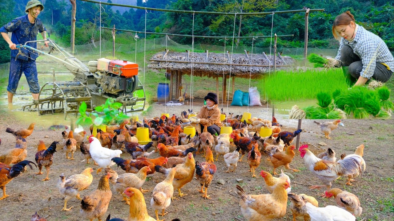 FULL VIDEO : living in a wooden house, harvesting, breeding, new family ...