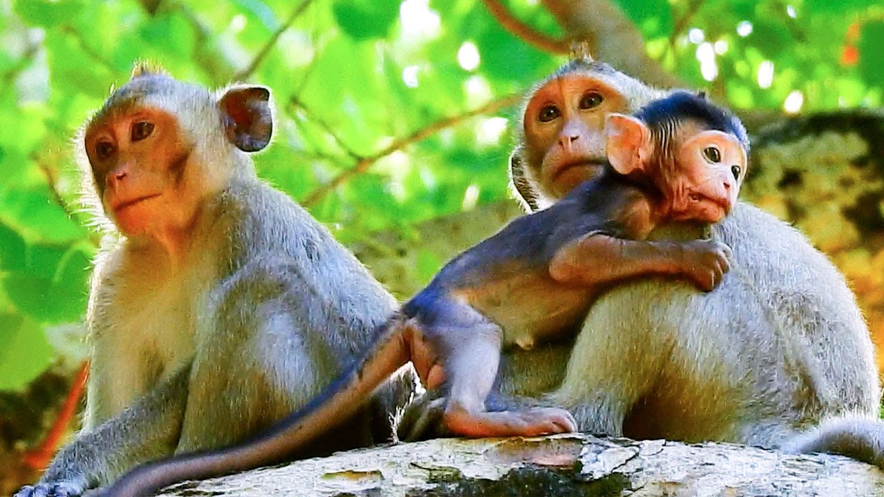 Mommy And Baby Monkeys So Beautiful - YouTube