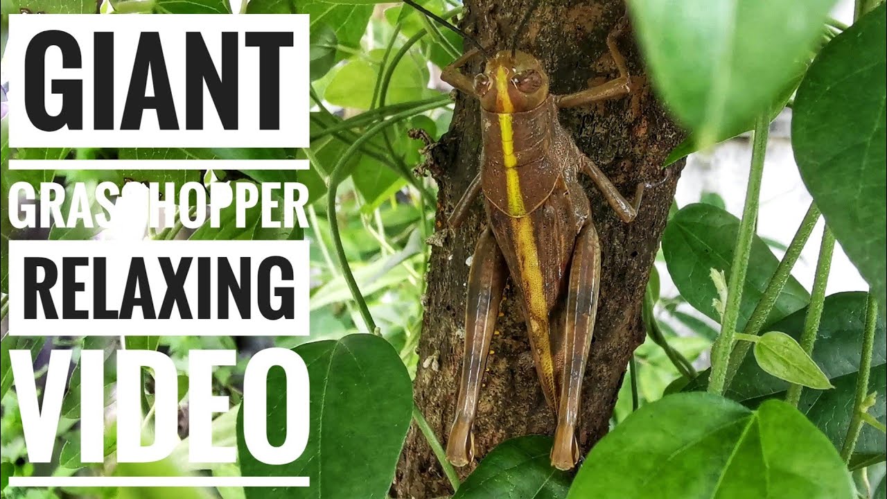 Giant Grasshopper | Relaxing Video - YouTube