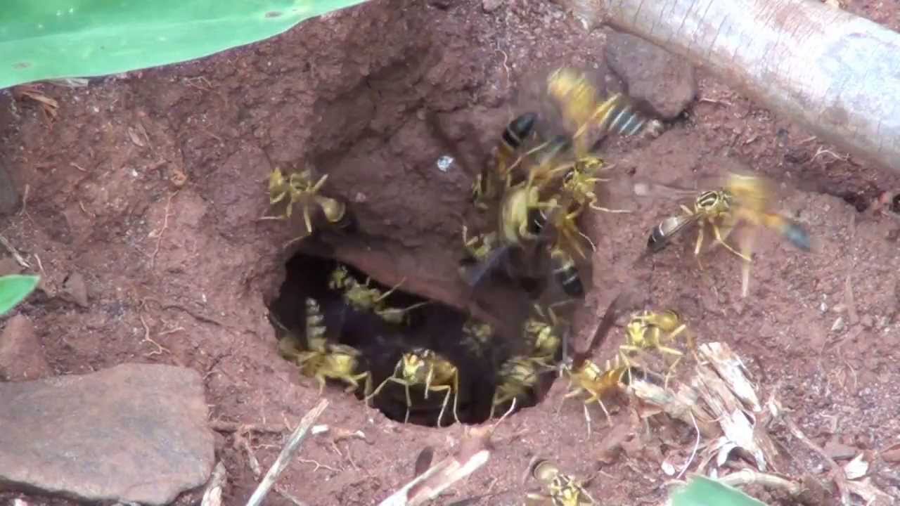 MARIMBONDO CARNICEIRO (AGELAIA MULTIPICTA) INSETOS VENENOSOS ...