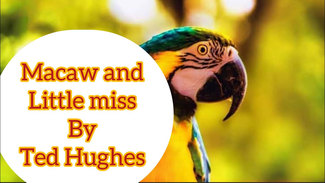 Macaw and Little Miss by Ted Hughes/ ted Hughes poems/ MaEnglish/ Urdu ...