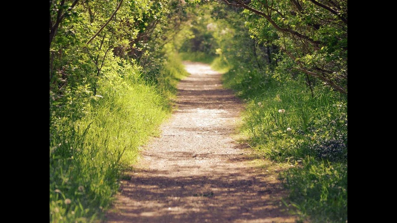 A comfort playlist for peaceful days in the spring to relax | Safe ...