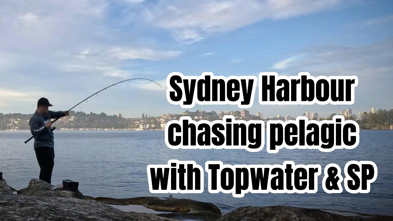 Sydney Harbour chasing pelagic with Topwater and soft plastic - YouTube