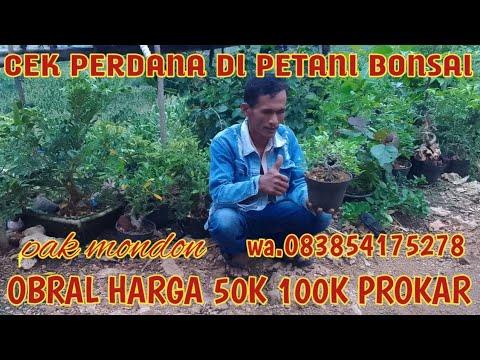 cek perdana bersama pk mondon obral harga 50k 100k prokar📱083854175278 ...