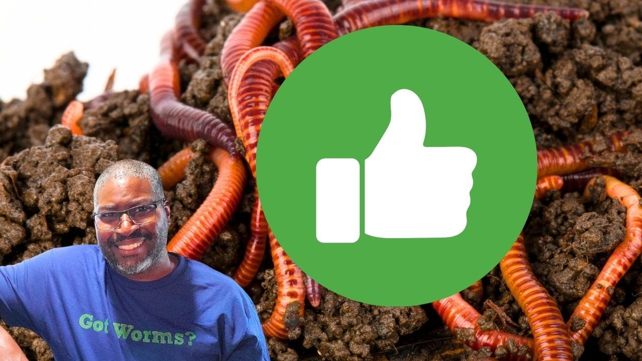 How To Use A 5 Gallon Bucket Worm Farm - YouTube