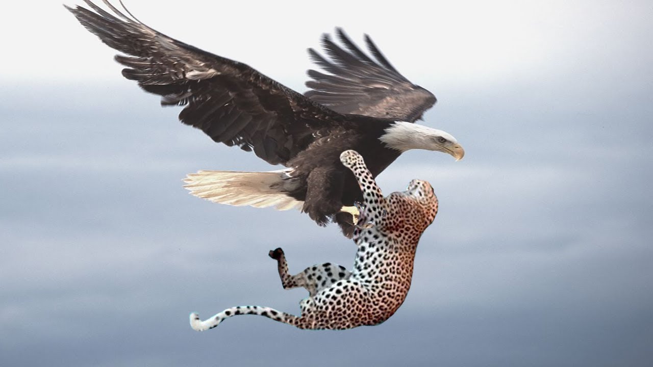 SANGAR !! Begini Cara Burung Elang Menyergap Mangsanya Hingga Dibawanya ...