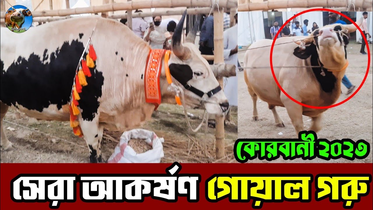 কোরবানীর সেরা কালেকশন বড় গয়াল গরু | Big Goyal Cow | কোরবানী কালেকশন ...