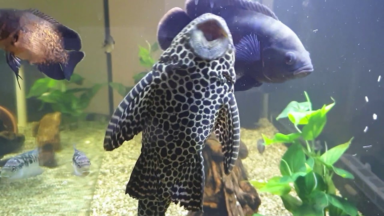 MONSTER! Sailfin Spotted Leopard Pleco 30cm+ - YouTube