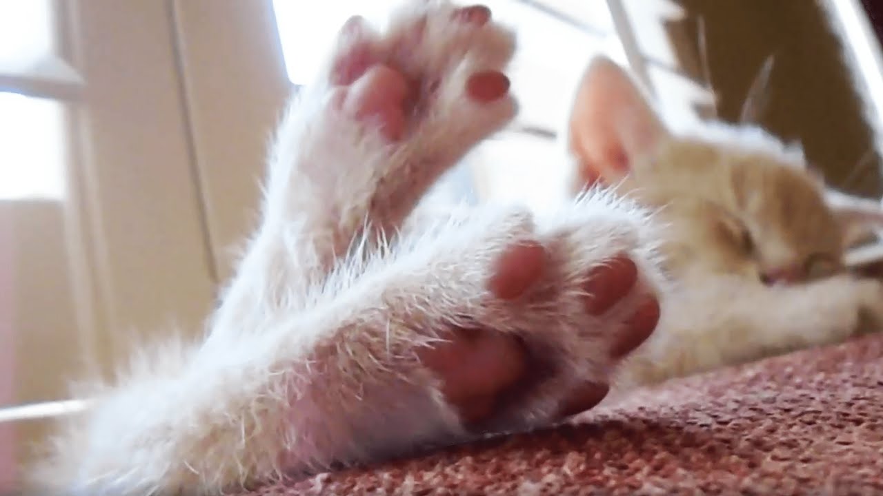 Kitten toes and Kitten toe beans - YouTube