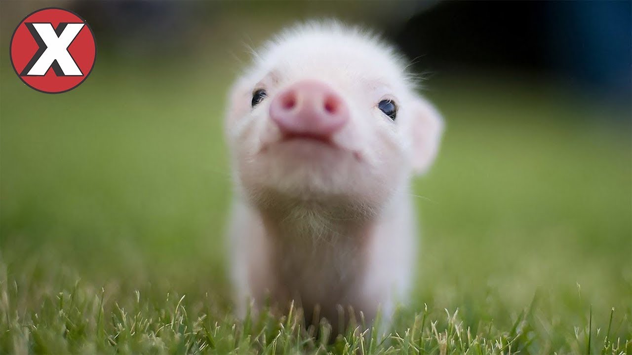 TOP 08 FILHOTES DE ANIMAIS MAIS FOFOS DO MUNDO l Almanaque x - YouTube