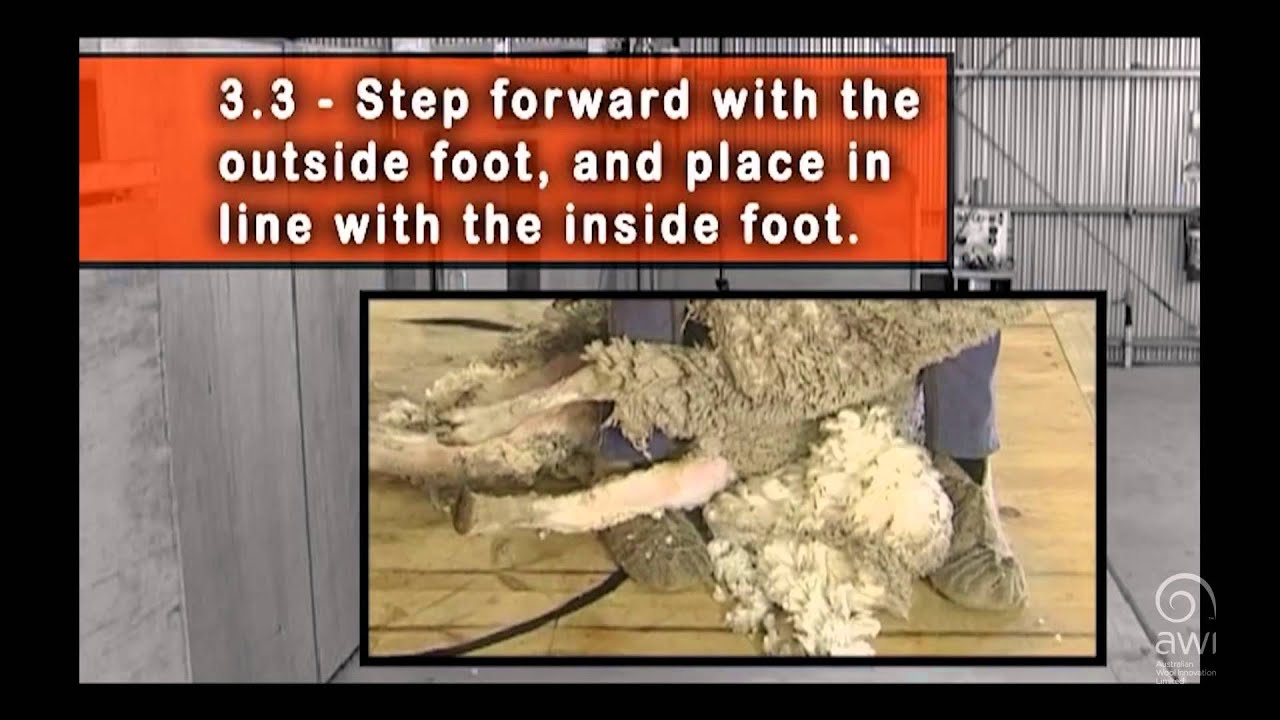 AWI Novice - Shearing Positions - Neck and Shoulder - Position and ...