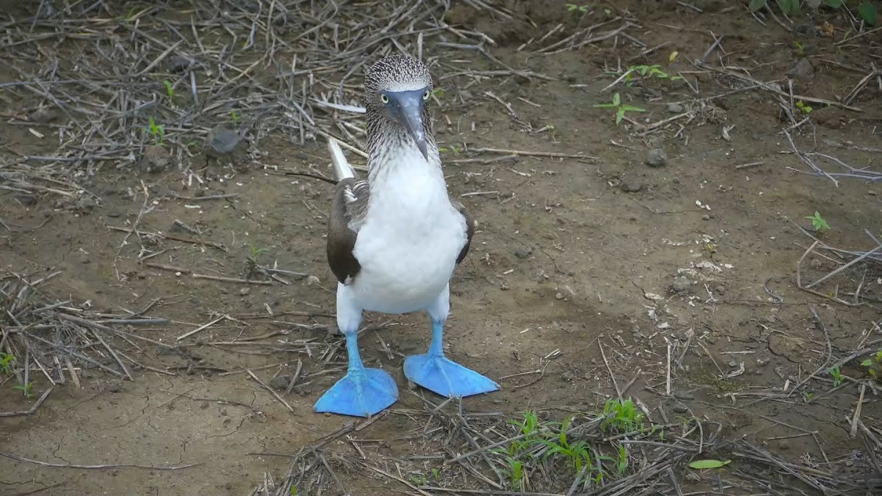 BLUE-FOOTED BOOBY: The dancing bird | Oceana - YouTube