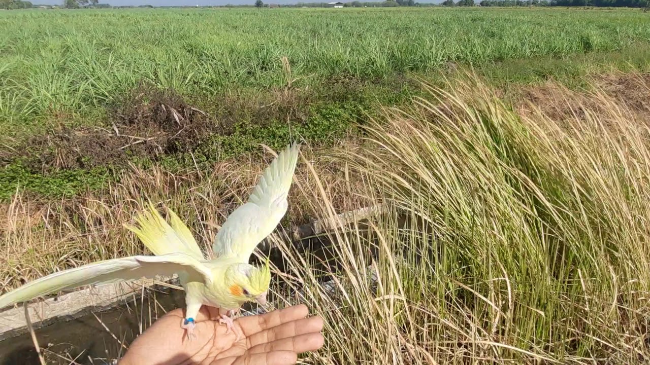 falk free fly #3 ekor lutino - YouTube