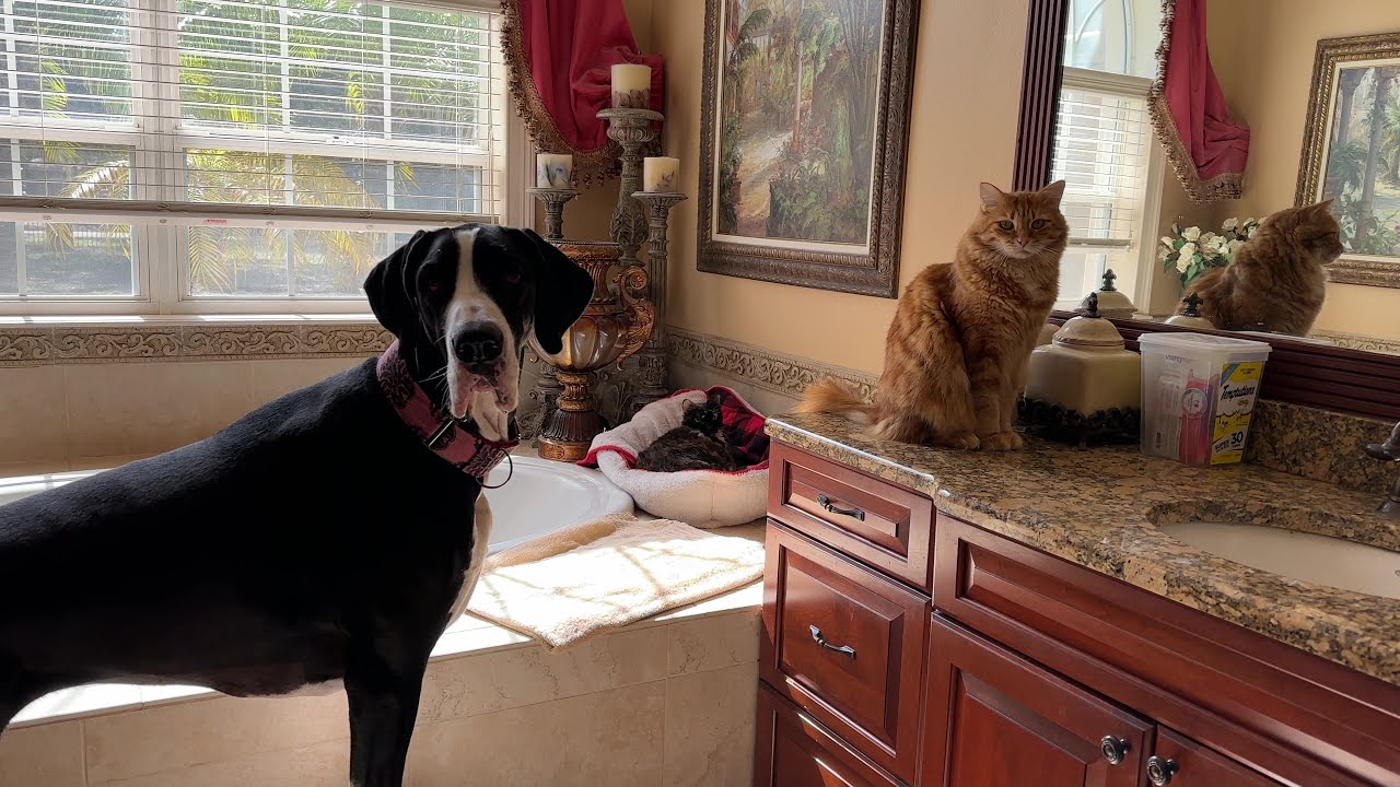 Great Dane & Cat Share Treats & Memories of Kitty Sibling - YouTube