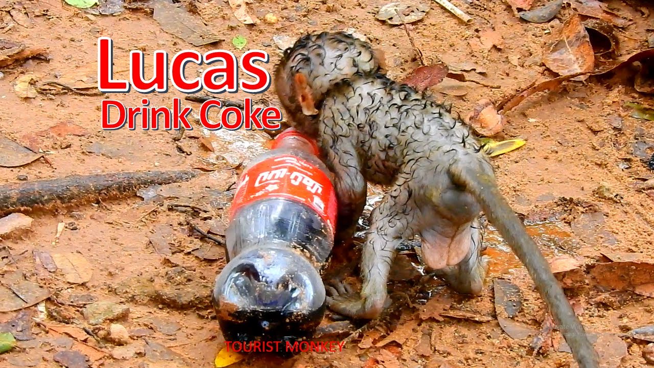 Oh My Poor baby Lucas drink coke, Lucas very scare big monkey cos he ...