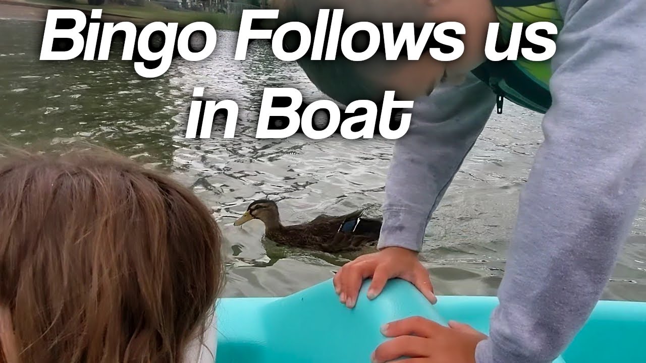 Bingo the duck follows us in paddle boat - YouTube