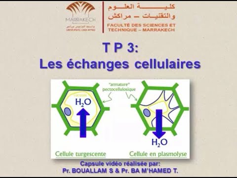 TP3 de Biologie Cellulaire: "Les échanges cellulaires" - YouTube