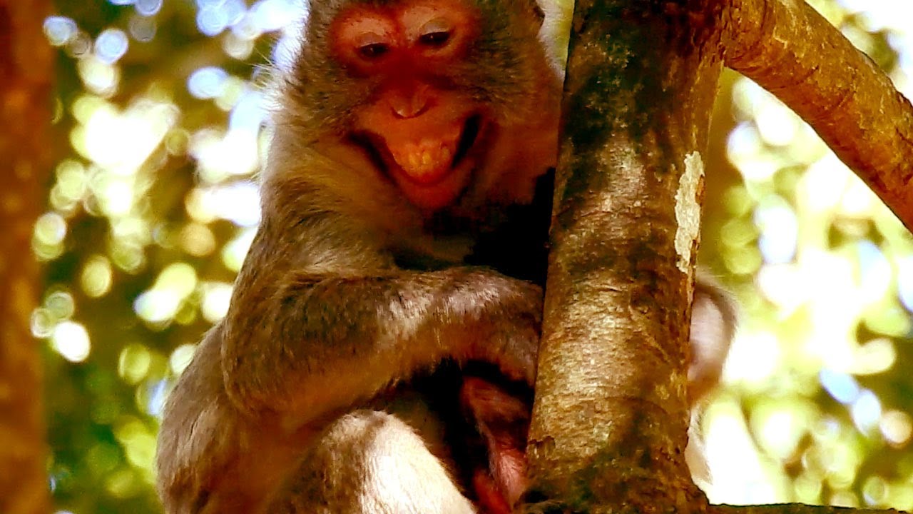 Jane Just So Scary Of Monkey Jimo, Hugging New Born Baby Firmly ...