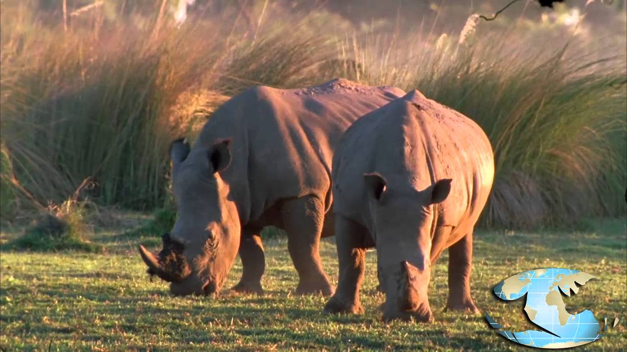 SMART Conservation Software - YouTube