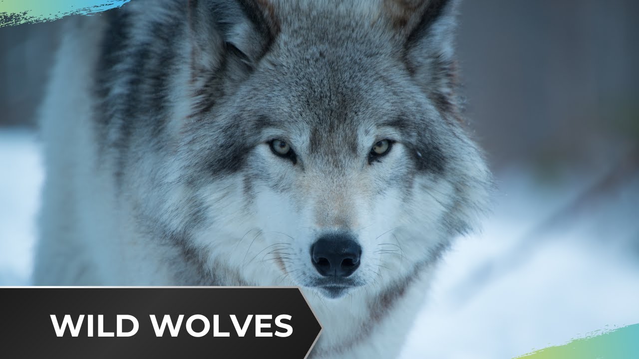 WOLVES - YouTube