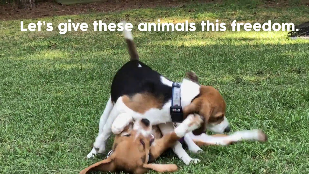 Massachusetts Beagle Freedom Bill 2019 - YouTube