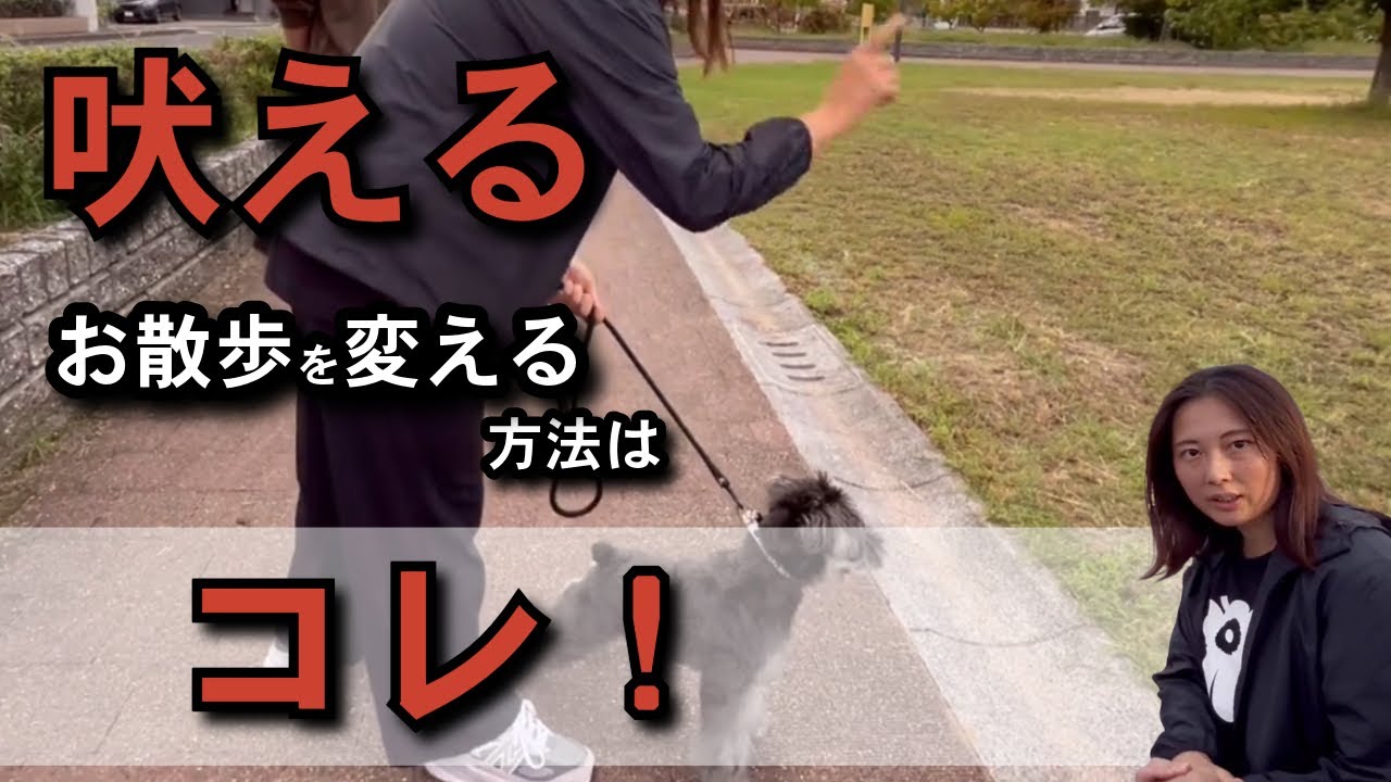 【実践】お散歩の問題を解決！引っ張り吠えを直すプロのしつけテクニック - YouTube