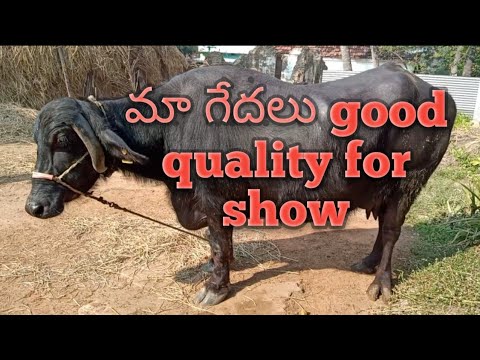 My farm telugu# minni buffalo,murrah buffalo in East Godavari top ...