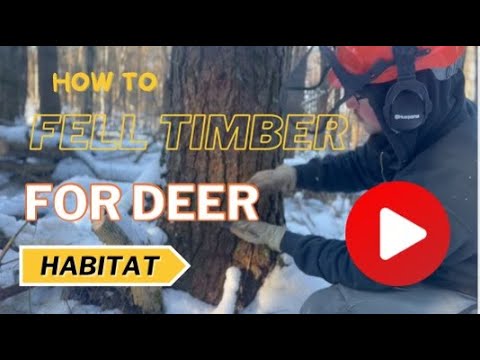 How to Fell Timber for Deer Habitat - YouTube