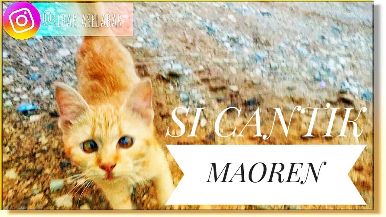 MAOREN Kucing Cantik Bermata Juling - YouTube
