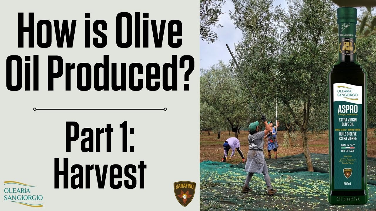 How is Olive Oil Produced? Part 1: Harvest - YouTube