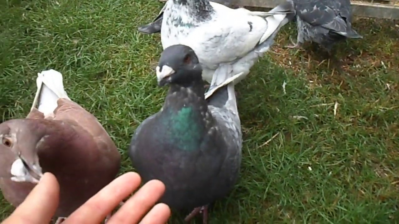 American Giant Homer 050 - YouTube