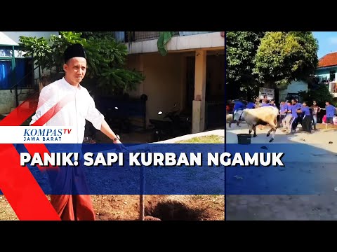 Sapi Kurban Ngamuk Saat akan Disembelih