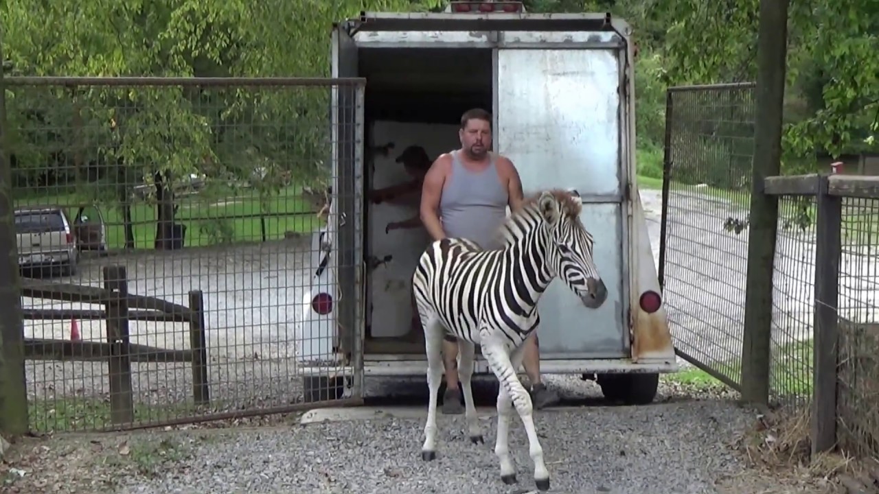 Sweet Zebra Siblings Arrive at the Smoky Mountain Deer Farm in ...