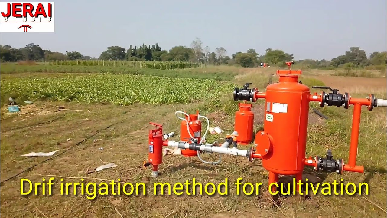 Drif Irrigation method Cultivation in Kusumi Block Badam pahar 2020 ...