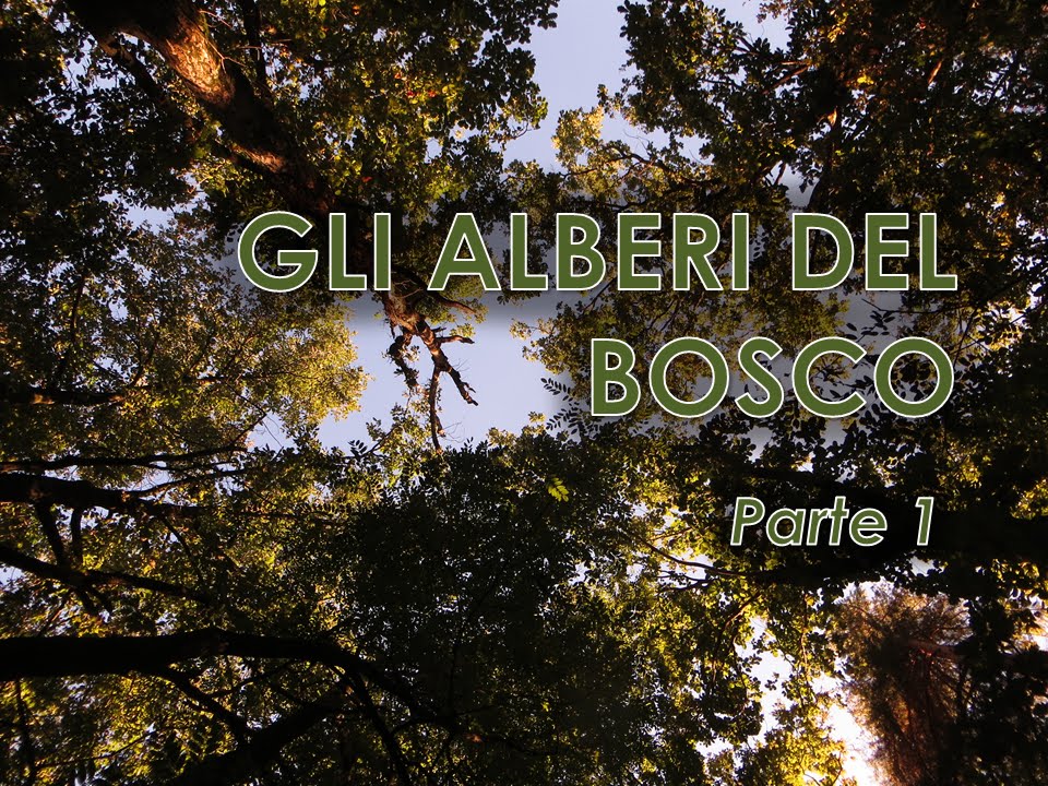 Gli alberi del bosco - Parte 1/3 - YouTube