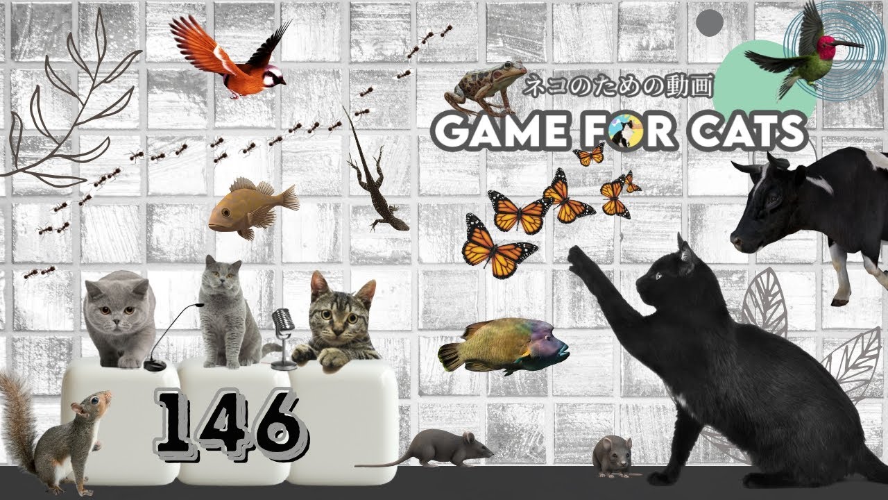 CAT GAMES - COLLECTION OF NEWEST FAVORITE CAT GAMES VOL 146 (FOR CATS ...