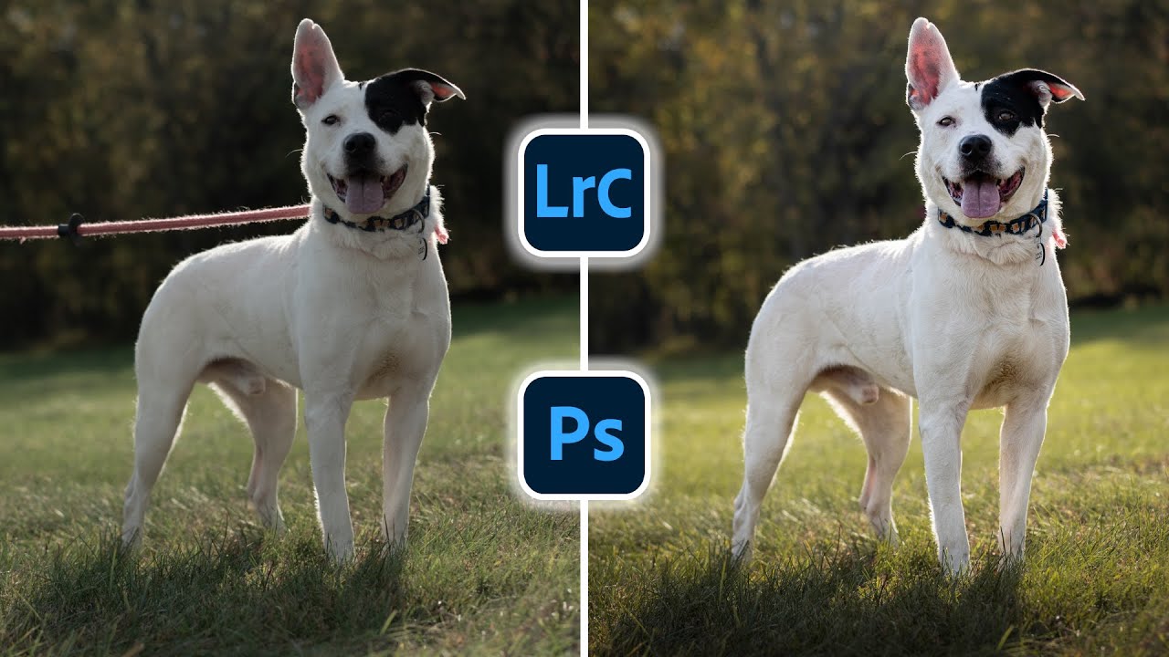 Unlock the Power of Backlighting for Stunning Dog Portraits - YouTube
