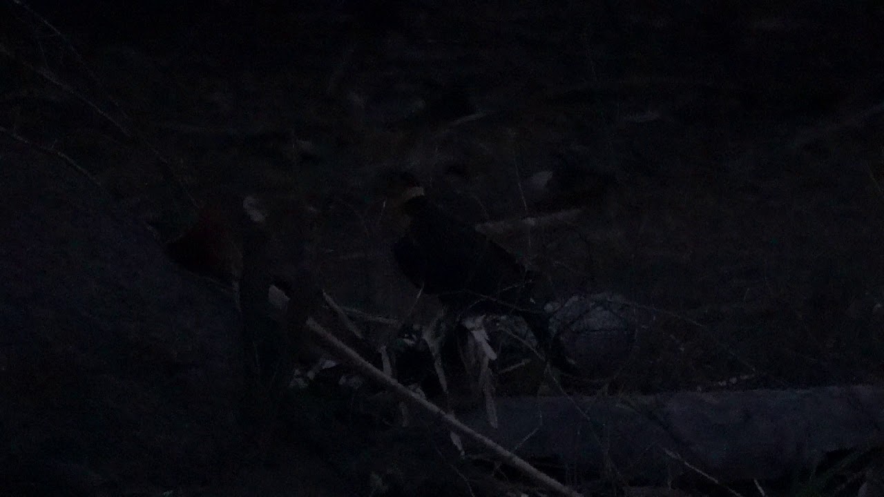 Collared forest falcon (Micrastur semitorquatus) - YouTube