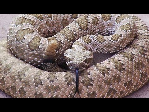 Partridge hunting،Seeing a snake شکار پر دردسر - YouTube