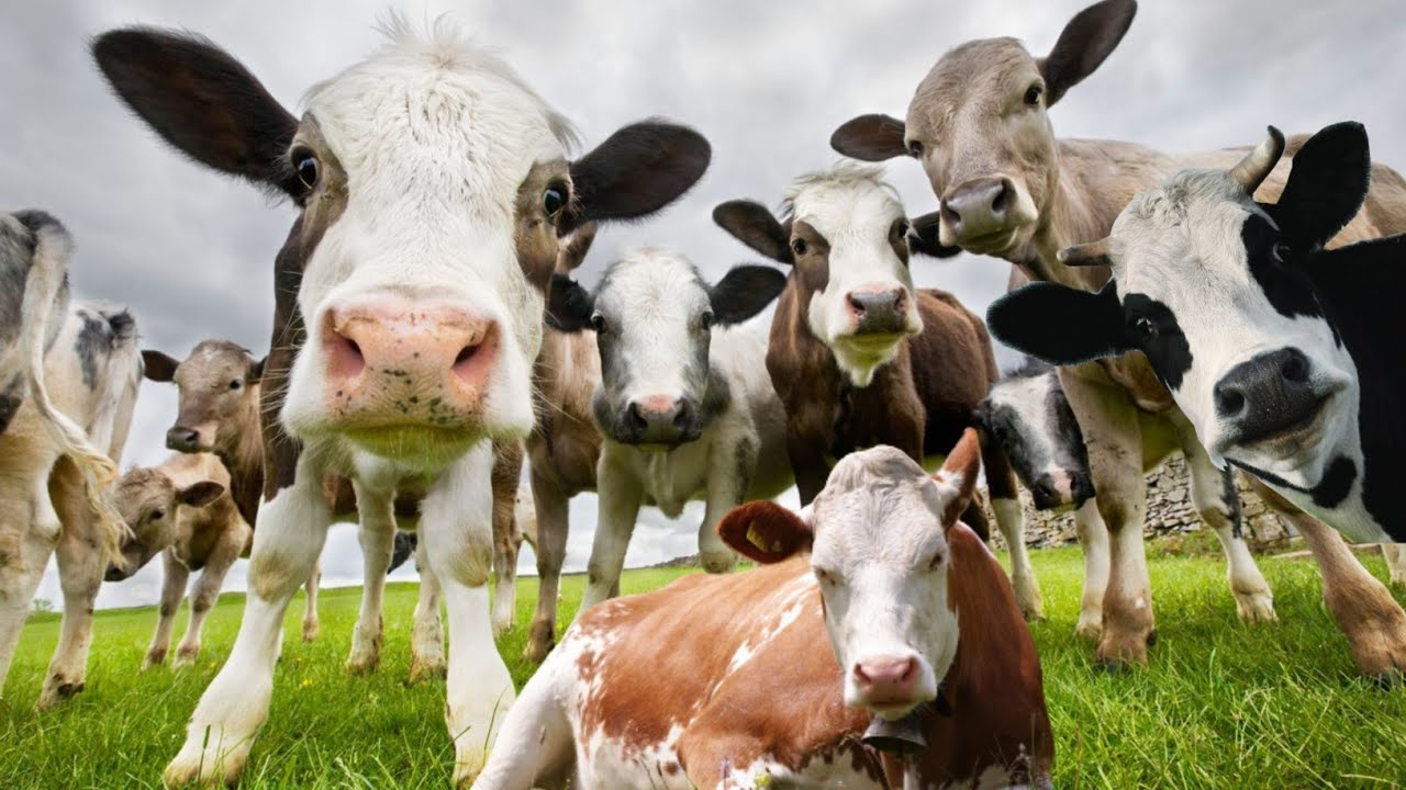 Cow Mowing Sounds and Cow Beautiful Moments Of Animal Moments - YouTube