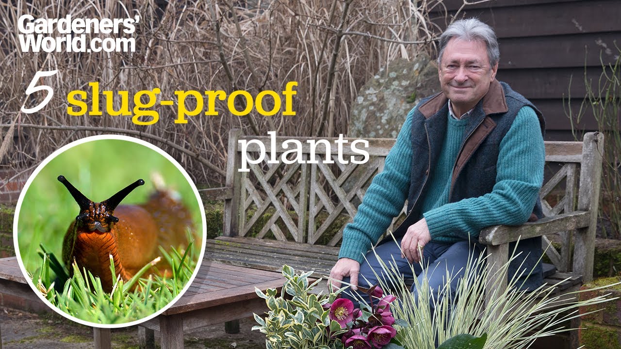 5 SLUG-PROOF PLANTS to grow | Alan Titchmarsh's top plants that slugs ...