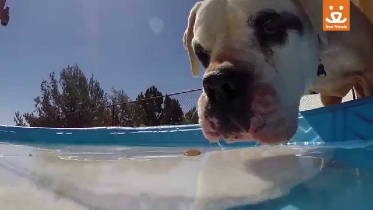 Amusing dogs getting treats at Best Friends - YouTube