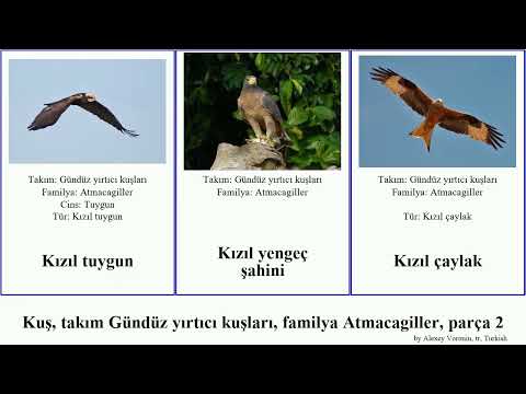 Kuş, takım Gündüz yırtıcı kuşları, familya Atmacagiller, parça 2 kızıl şahin çaylak kuyruklu kara