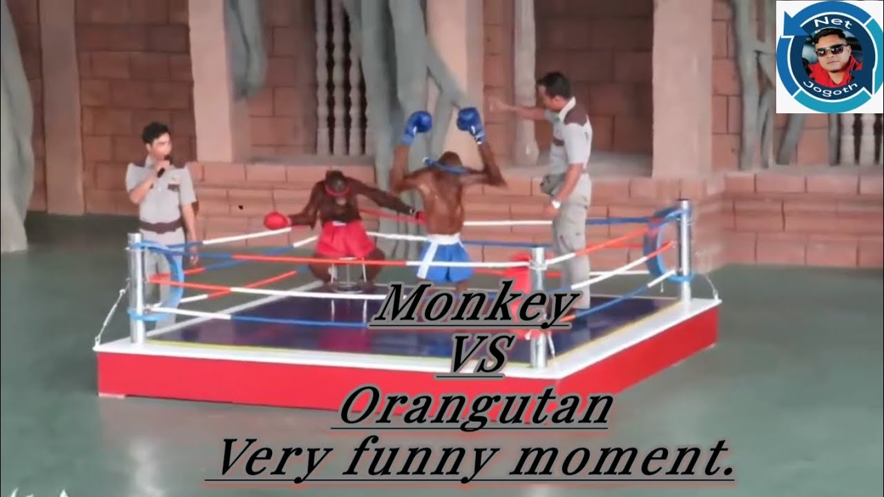 Monkey boxing / very funny moment video/ Netjogoth/ N Amin - YouTube