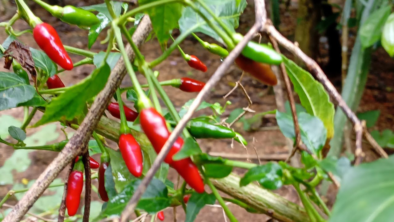 Good morning! Let's harvest ripe CHILI -SLS for WH - YouTube